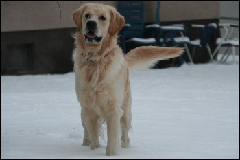 Golden Retriever Deckrüde Georgi vom Schaphausen