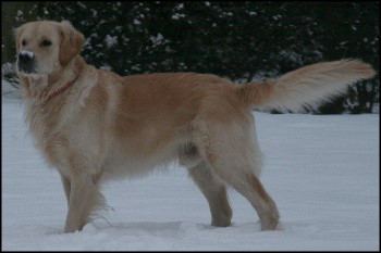 Golden Retriever Deckrüde Georgi vom Schaphausen